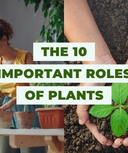 The PlantTube - A home of amazing plant that provides health and ...