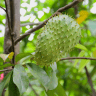 9 Wonderful Health Benefits of Guyabano - The PlantTube