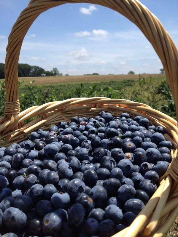 When Is Blueberry Season? Best Time to Pick & Enjoy
