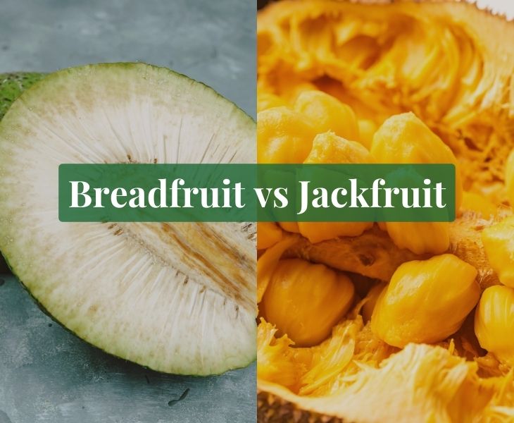 Breadfruit Benefits You Don't Know About | Breadfruit Tree
