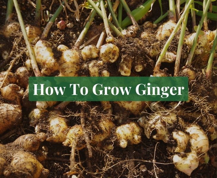How to Grow Ginger: A Simple Guide to the Beginners