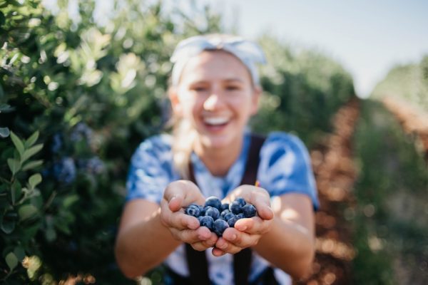 When Is Blueberry Season? A Complete Guide to Peak Harvest Time - The ...