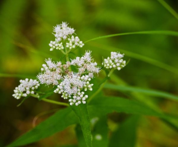 5 Great Medicinal Uses of Snakeroot | How to Use Snakeroot
