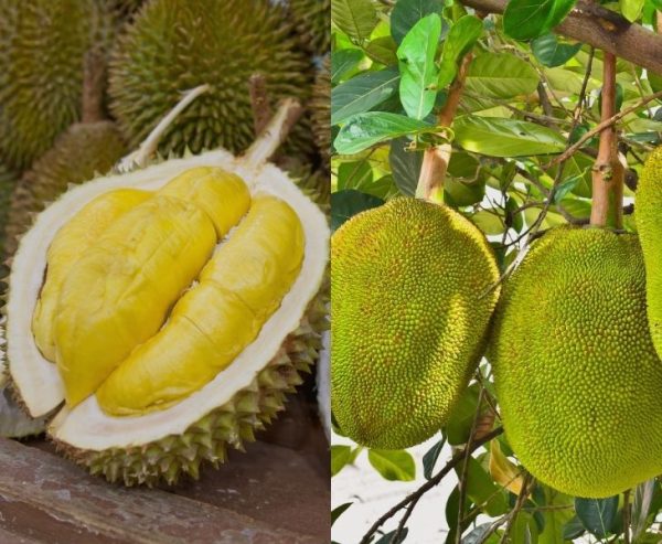 Durian vs Jackfruit: Health Benefits, Tastes & Nutritional Value - The ...