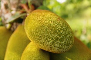 Durian vs Jackfruit: Health Benefits, Tastes & Nutritional Value - The ...
