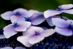 Periwinkle Medicinal Benefits: Unlocking Nature’s Powerful Healing ...
