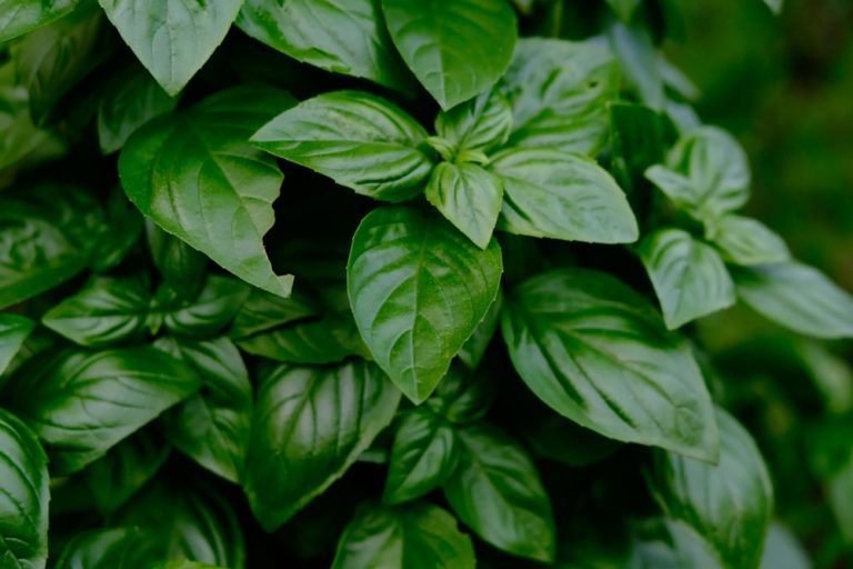Why Sweet Basil Is a Must-Have Herb for Every Home Cook - The PlantTube