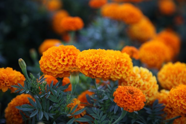Discover the Powerful Health Benefits of Marigold for Natural Healing ...