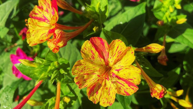 Discover the Hidden Wonders of the Four O'Clock Plant: A Colorful ...