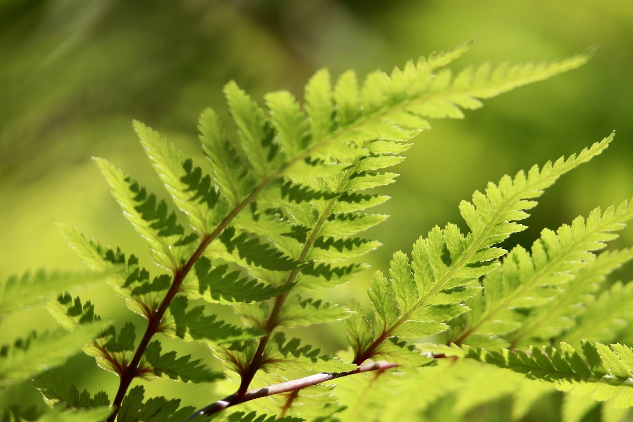 Top 10 Maidenhair Fern Medicinal Uses You Should Know About - The PlantTube