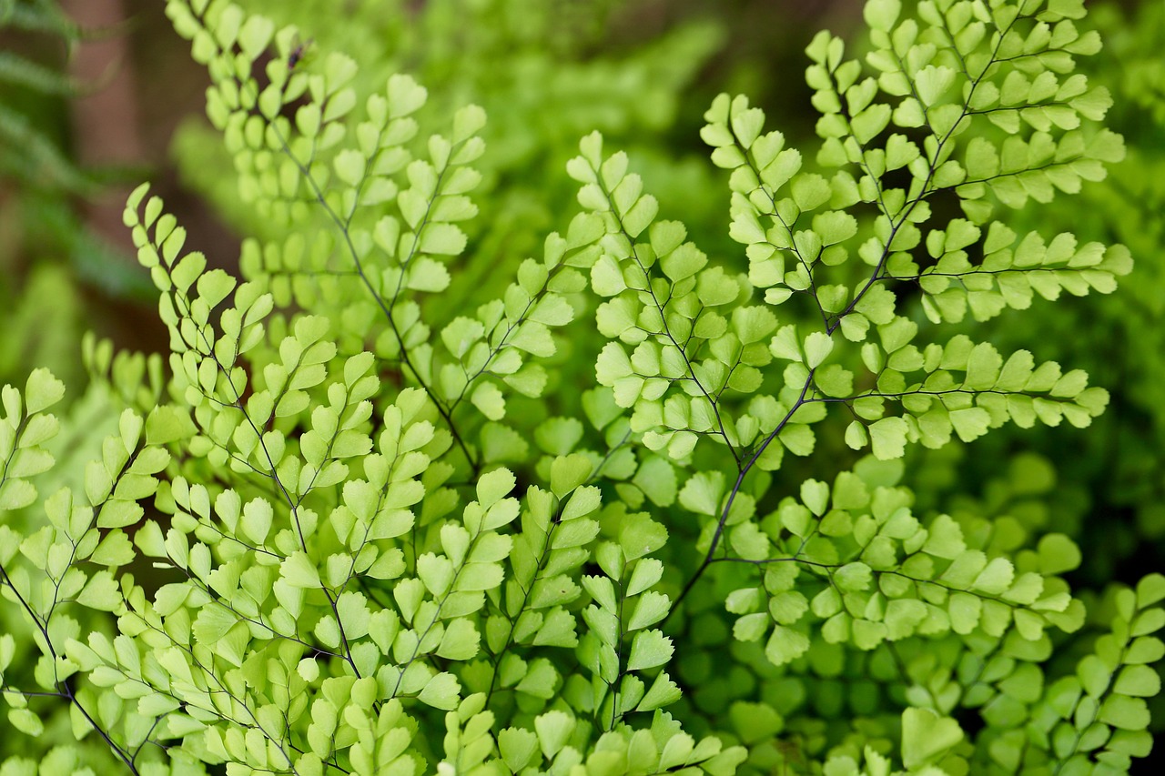 Top 10 Maidenhair Fern Medicinal Uses You Should Know About - The PlantTube