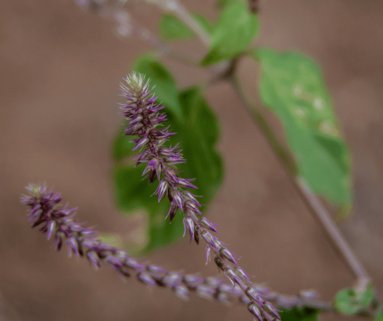 Top Prickly Chaff Flower Medicinal Uses You Should Know About - The ...